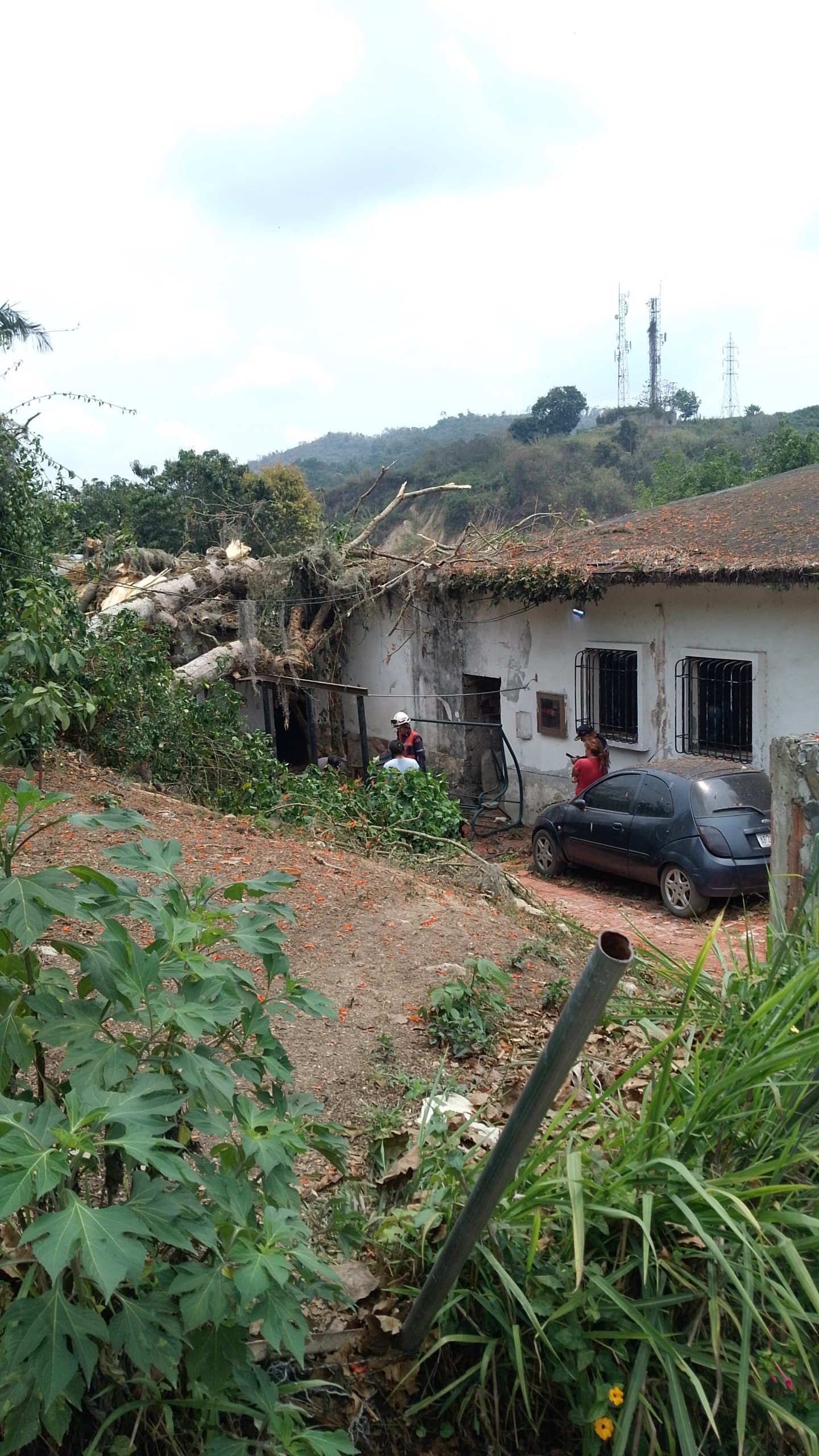 Se cayó en árbol en Los Lagos