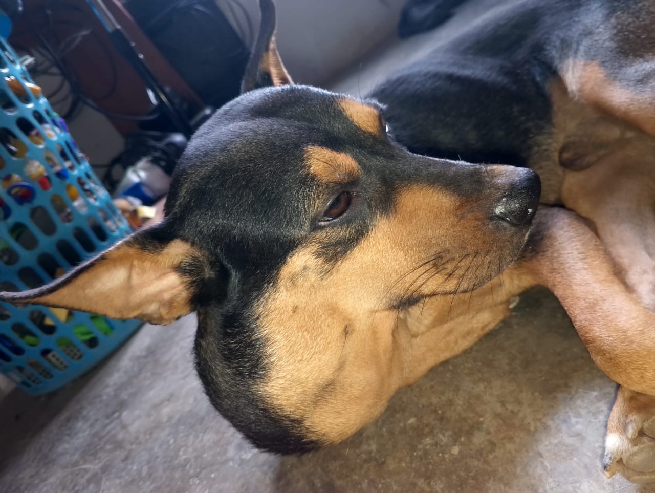 Un enorme absceso llevará a Tyson al quirófano